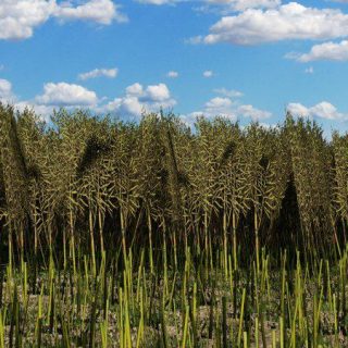 CANOLA TEXTURE v1.0 FS19 мод | Farming Simulator 25 моды